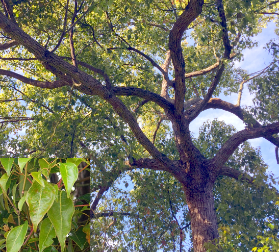 Camphor Trees Have History - KOGT