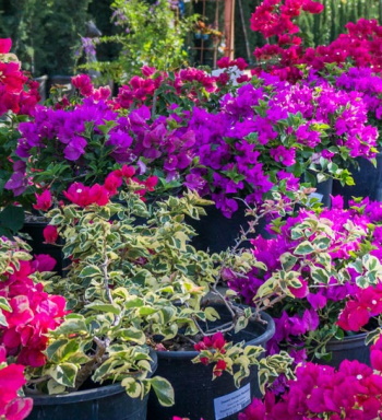 Bloomin' Crazy Sale In March - KOGT