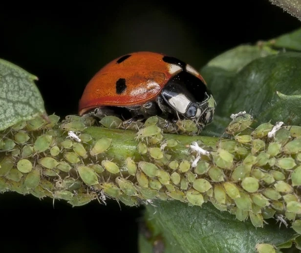 Beneficial Insects: Twice as Many “Good Guys” - KOGT