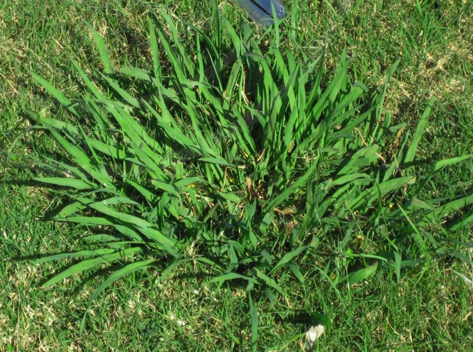 Lawn Care: Turfgrass Weed Management - KOGT