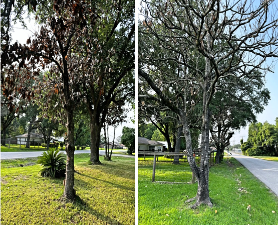 Extreme Weather Impacts Trees - KOGT