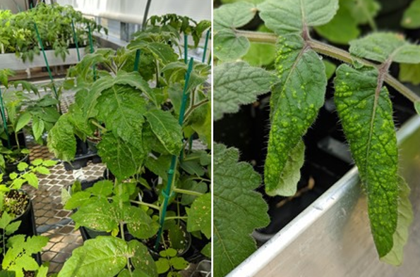 Edema: Isn’t a ‘Vacillating’ Plant Condition - KOGT