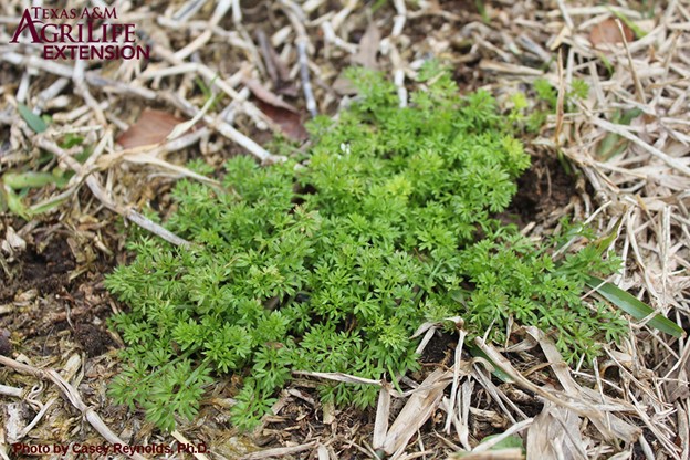 Turfgrass: Spring Weed Management - KOGT