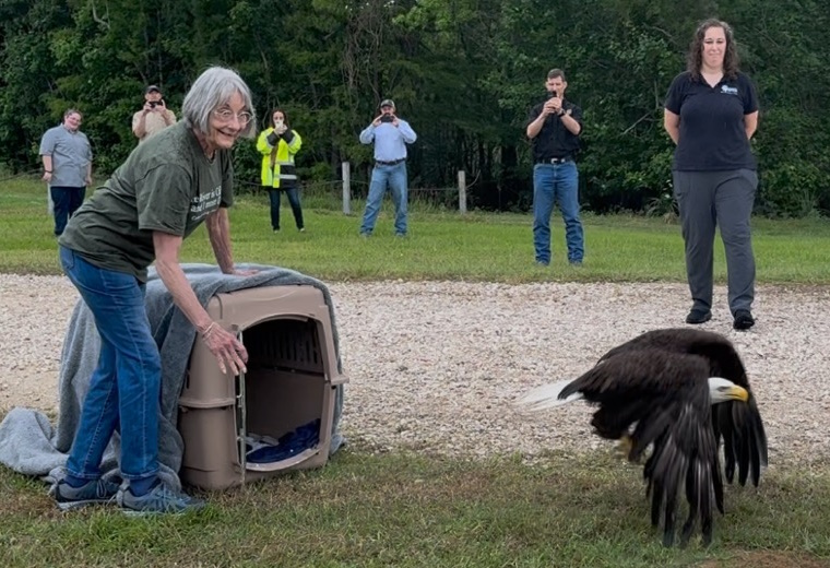 Young Man Helps Eagle Fly Again - KOGT
