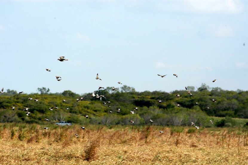 Stage Set for Promising Dove Season - KOGT