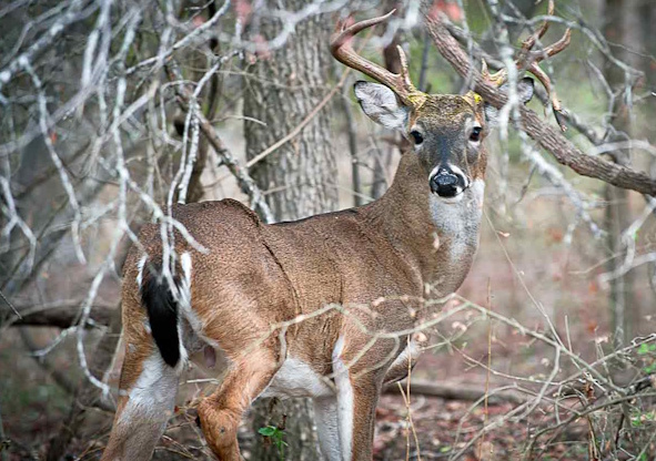 24 Suspects In Ghost Deer Case - KOGT