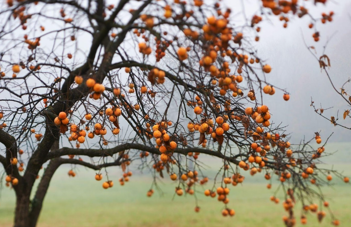 Persimmon Trees Provide Vivid Fall Drama - KOGT